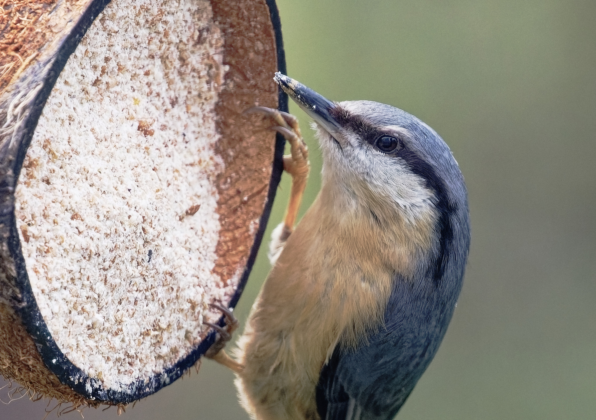 Nuthatch Foraging Symbolizing Resourcefulness and Sustenance in Nature ...