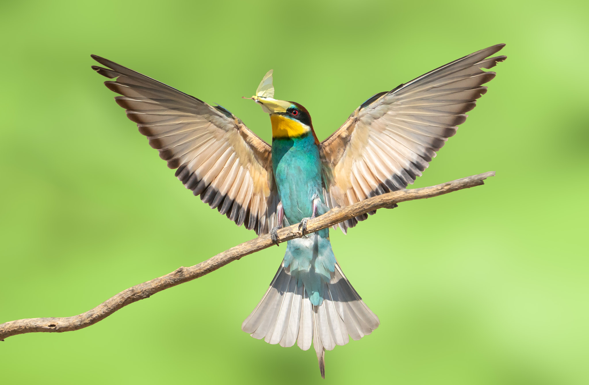 Vibrant Bird Spreading Wings Symbolizing Freedom and New Beginnings ...