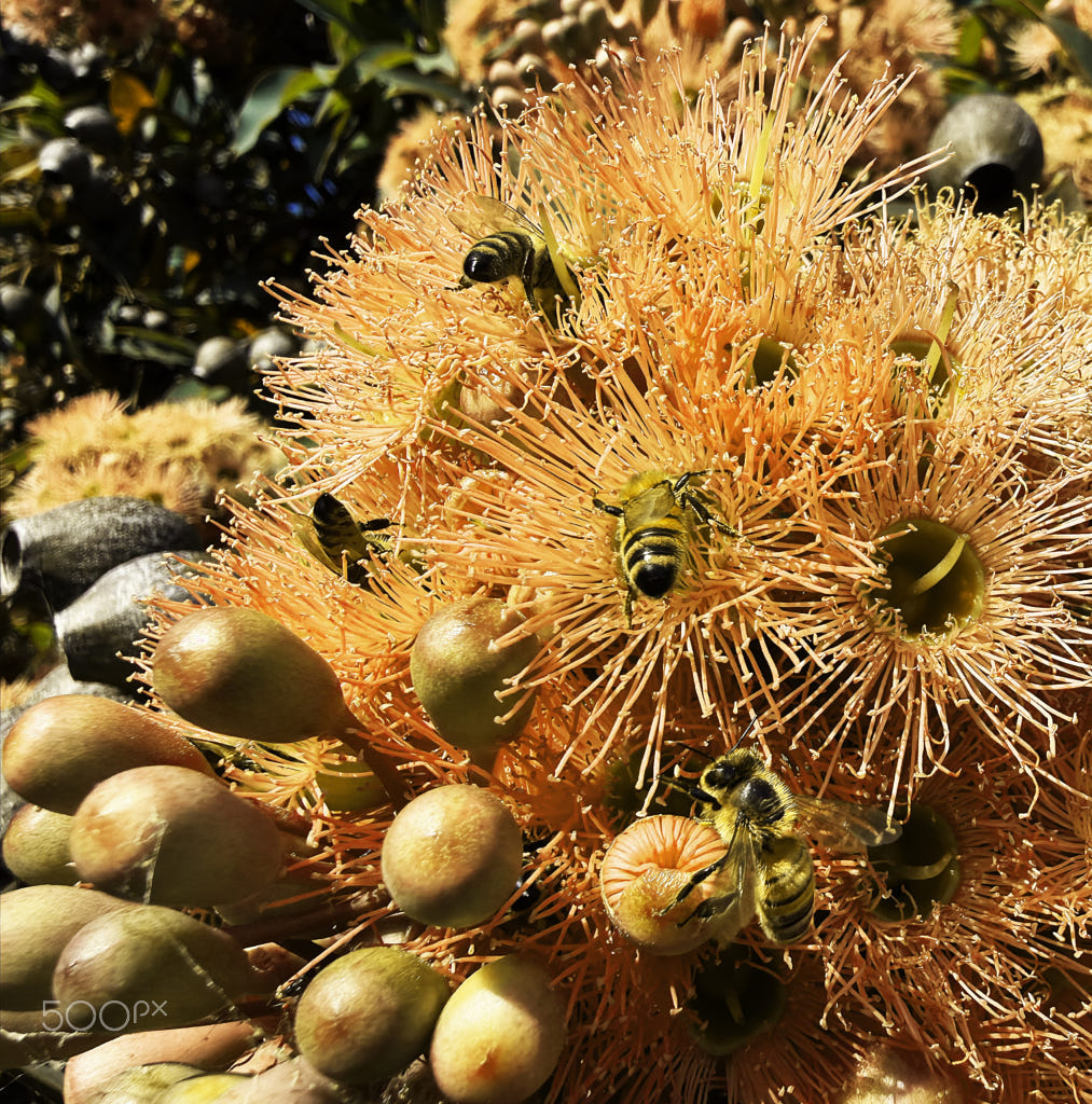 Bees Pollinating Spiky Flower Symbolizing Vitality | nature photo by ...