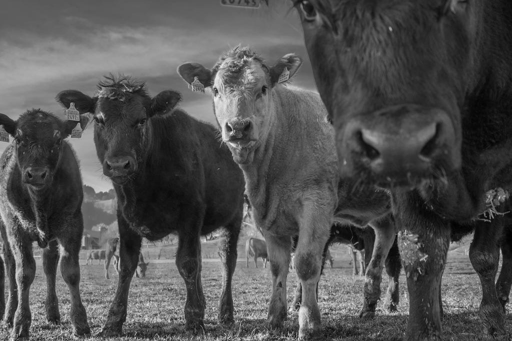 Sensual Woman Posing on White Bed | people photo by Russ McCord | 500px