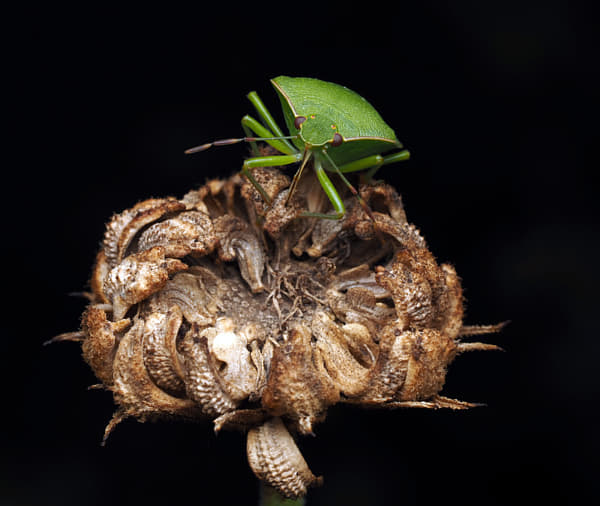 Insect on Seed Pod Representing Nature's Intricate Cycles | nature ...