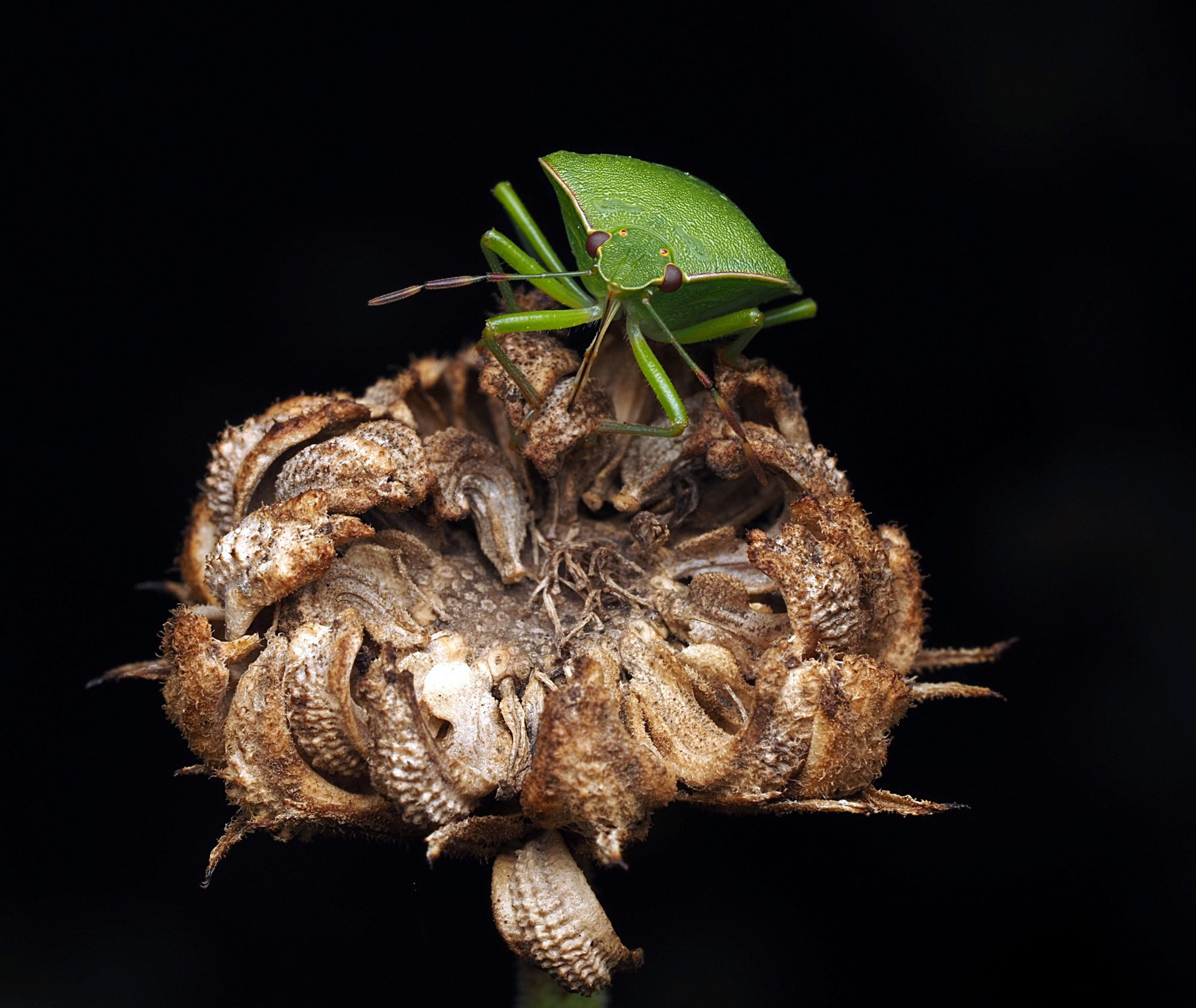 Insect on Seed Pod Representing Nature's Intricate Cycles | nature ...