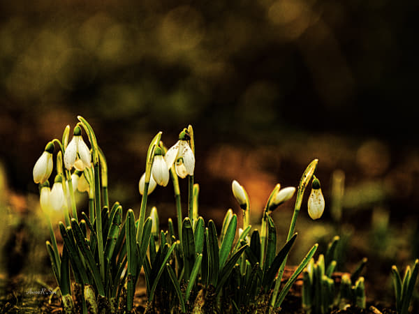The first snowdrops of this year. by Awan Riekerk | 500px
