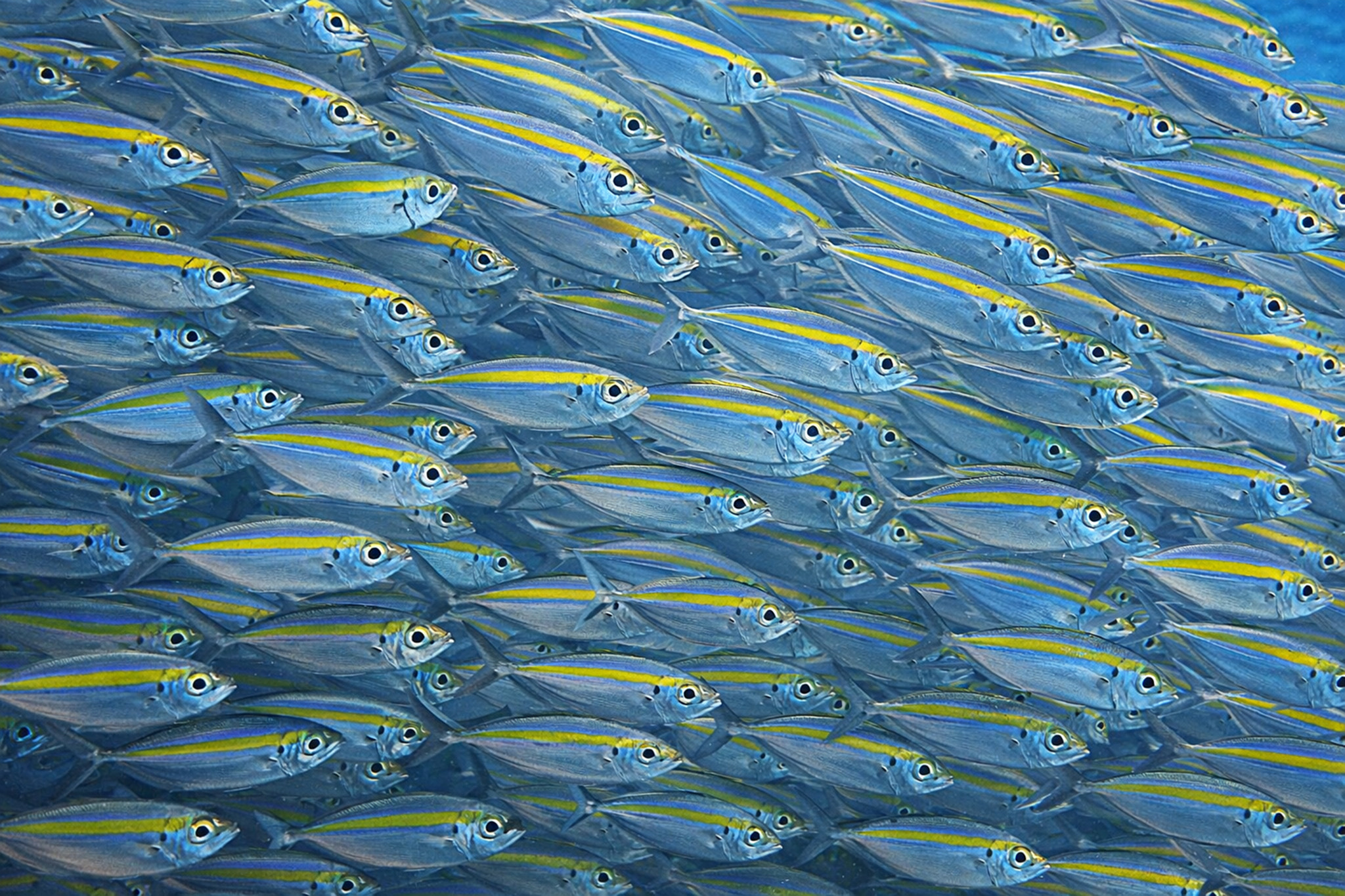 School of Fish Swims in Unison Symbolizing Harmony and Abundance ...