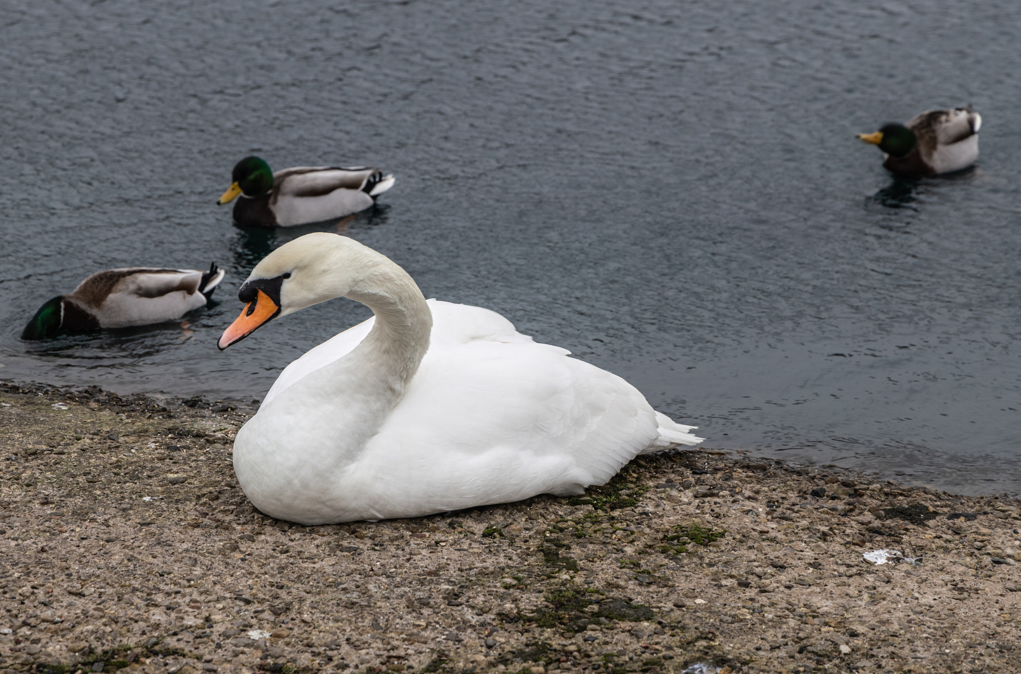 Cold Neck by Damien Talbot | 500px