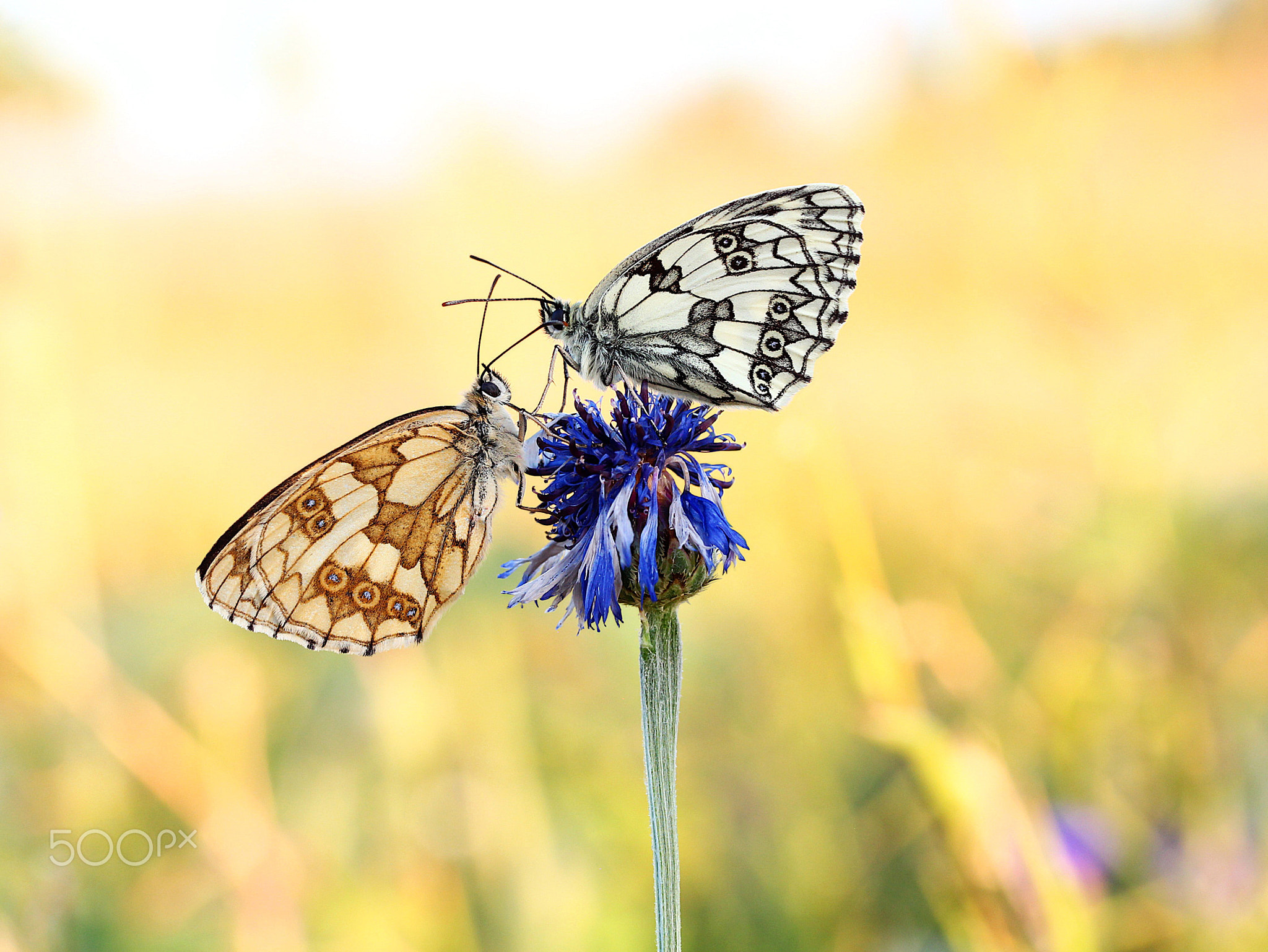 Butterflies on Flower Symbolizing Delicate Interdependence | nature ...