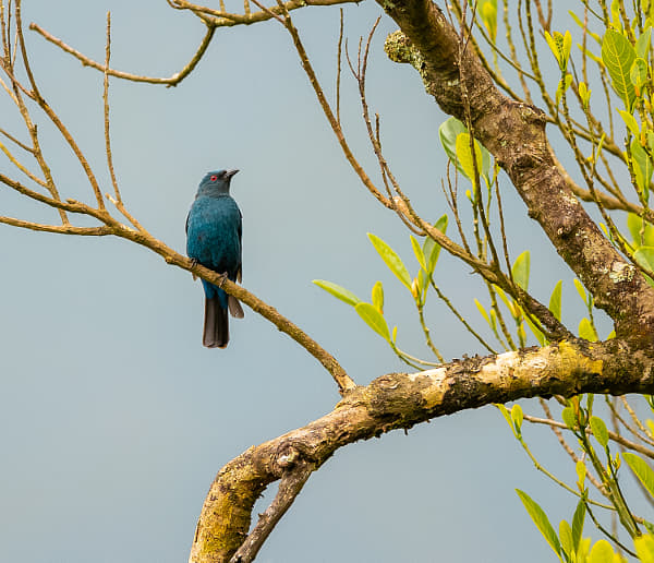 Blue Bird in Tree Radiating Serenity and Natural Harmony | nature photo ...