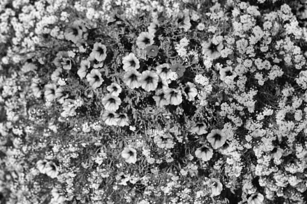 Miriades of small flowers BW by Jean-Luc Girard | 500px
