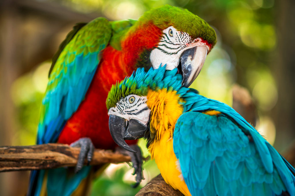 Écureuil by Jean Paul Delque | 500px