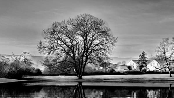 TREE by Hans-Joachim Scharpf | 500px
