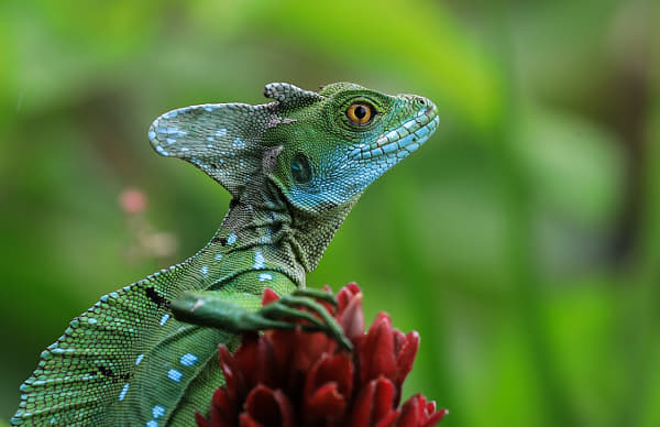 Lizard's Gaze Revealing Vibrant Life and Natural Beauty | nature photo ...
