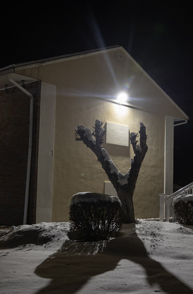Triangular shaped wishbone tree, triangular shaped building, and ...