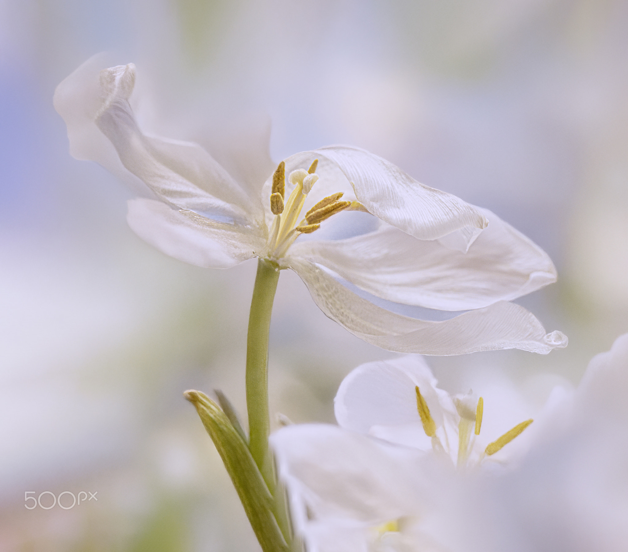 Fading White Tulip Symbolizing Ephemeral Beauty and Delicate Grace ...