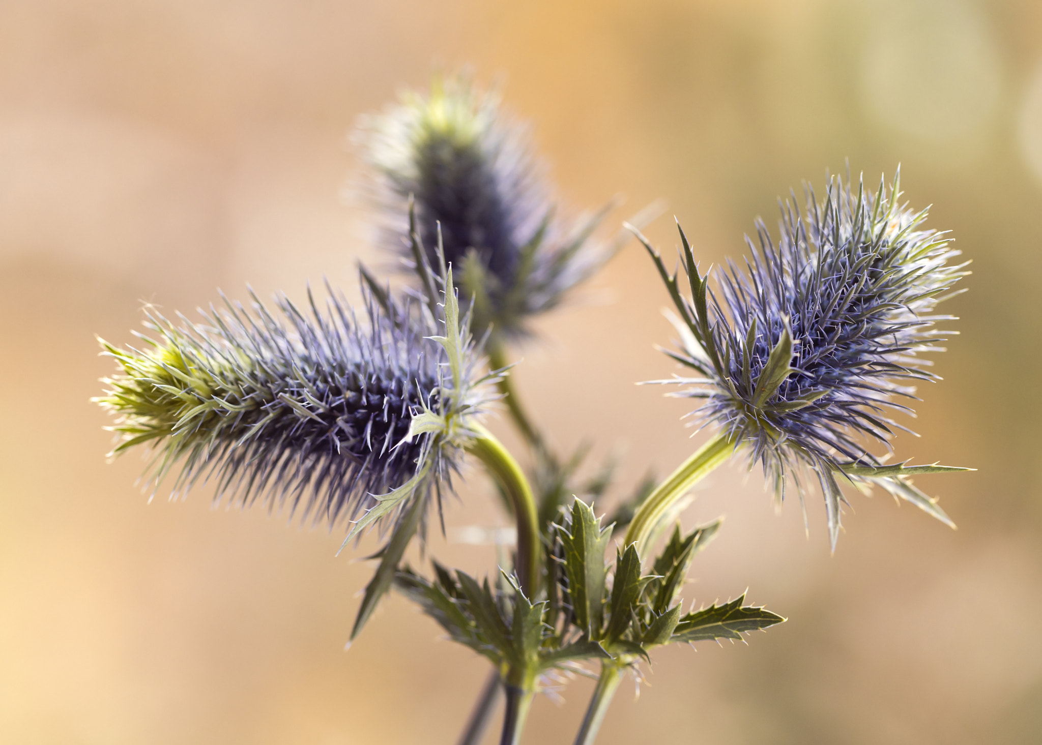 Delicate Thistle Revealing Nature's Intricate Beauty and Resilience ...
