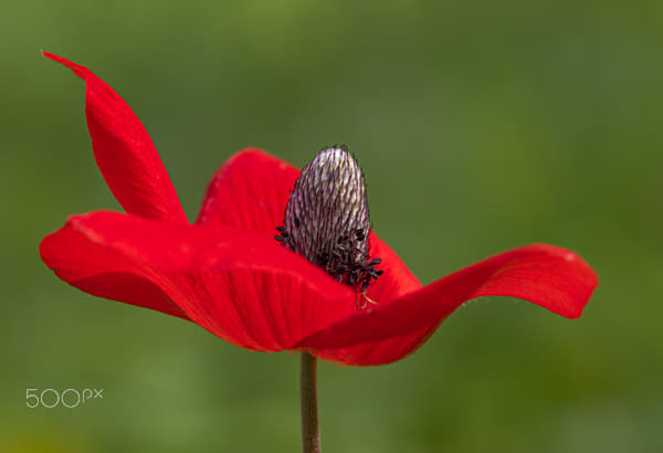 Butterfly on Poppy Symbolizes Delicate Beauty | nature photo by Natalia ...