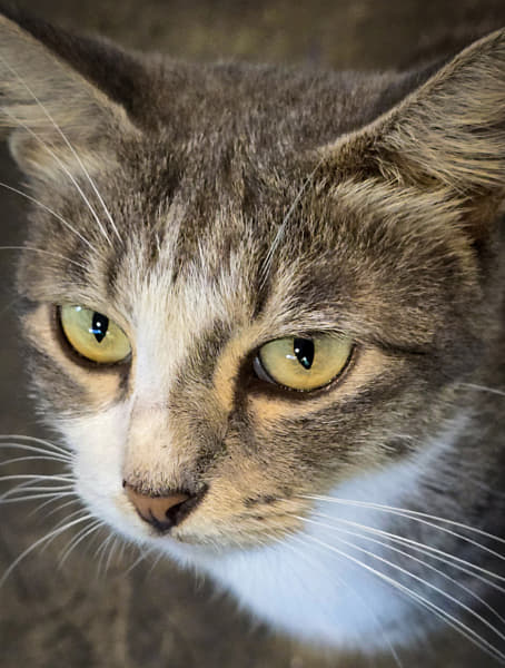 Domestic cat, showcasing expressive yellow green eyes, fine whiskers ...