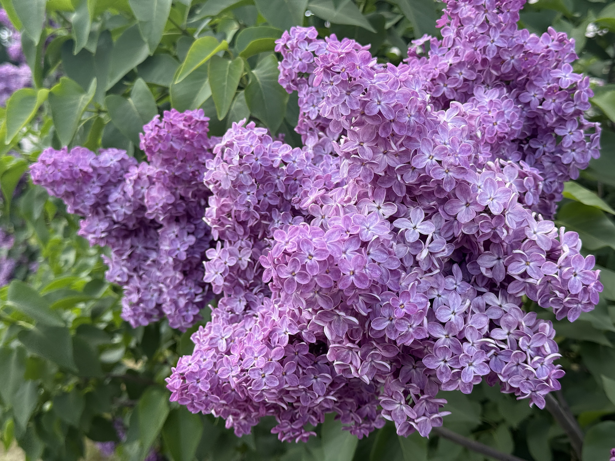 Purple Lilacs Blooming in Spring Radiating Fragrance and Renewal ...