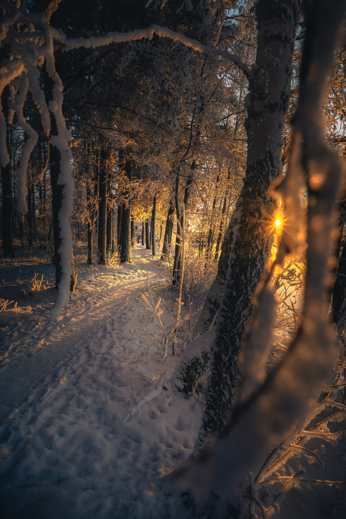 Snowy Forest Path Illuminated by Sunset Evoking Serenity and Reflection ...