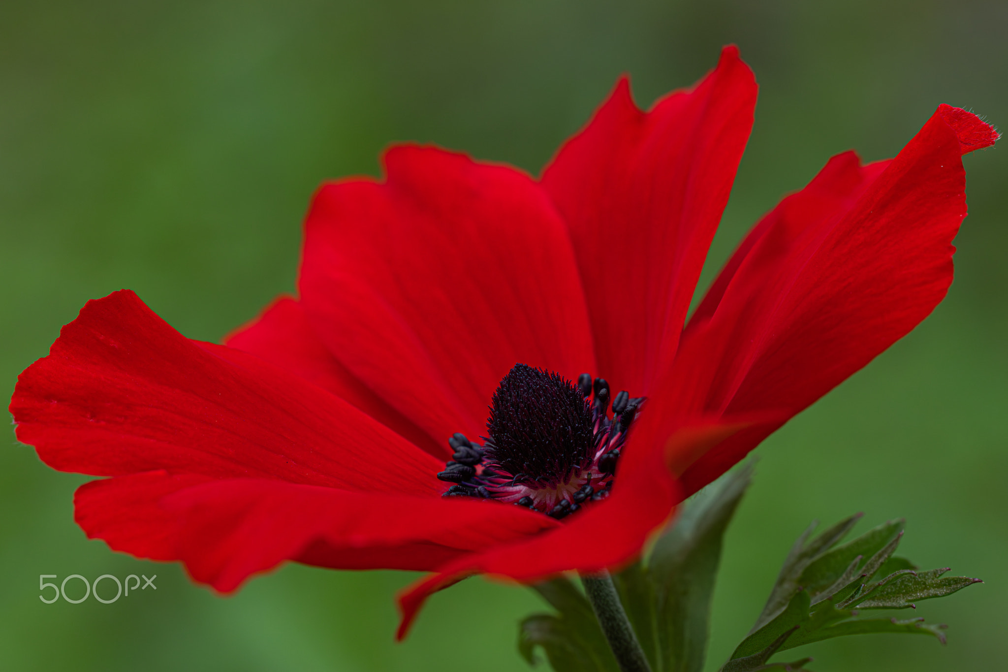 Vibrant Red Anemone Radiating Passion and Delicate Beauty | nature ...
