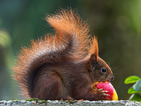 Squirrel Enjoying a Treat Symbolizing Abundance | nature photo by ...
