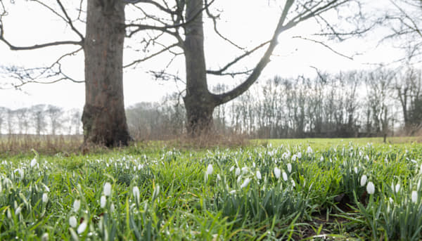 Snowdrops in Field Announcing Spring's Gentle Arrival | nature photo by ...