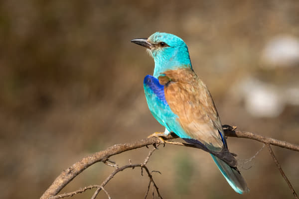 Vibrant Bird Perched on Branch Showcasing Individuality and Natural ...