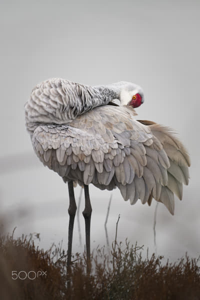 Crane Preening in Solitude Symbolizing Grace and Self-Care | nature ...