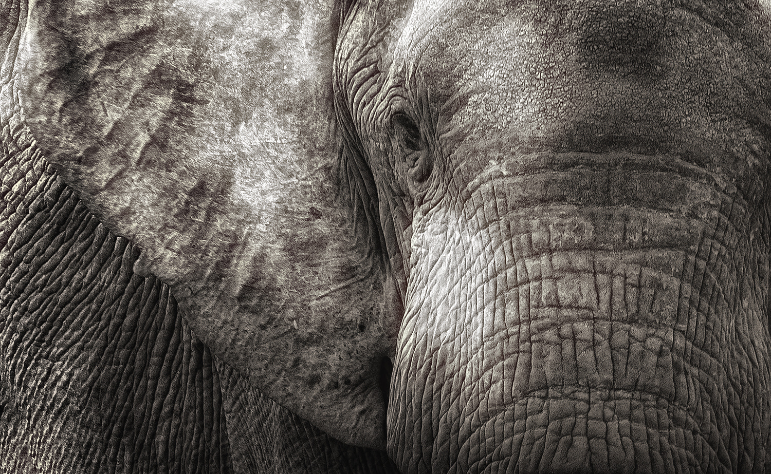 Elephant Portrait by Carsten Meyerdierks | 500px