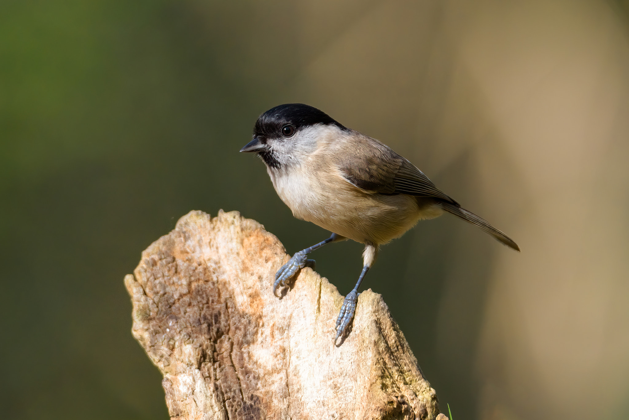 Small Bird Perched on Branch Reflecting Tranquil Observation | nature ...