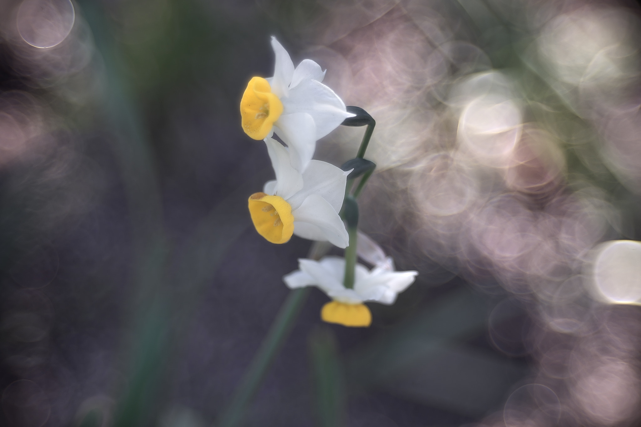Delicate Flowers in Soft Focus Evoking Serenity and Beauty | nature ...