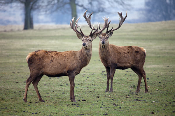 Two Stags in Field Representing Majesty and Natural Harmony | nature ...