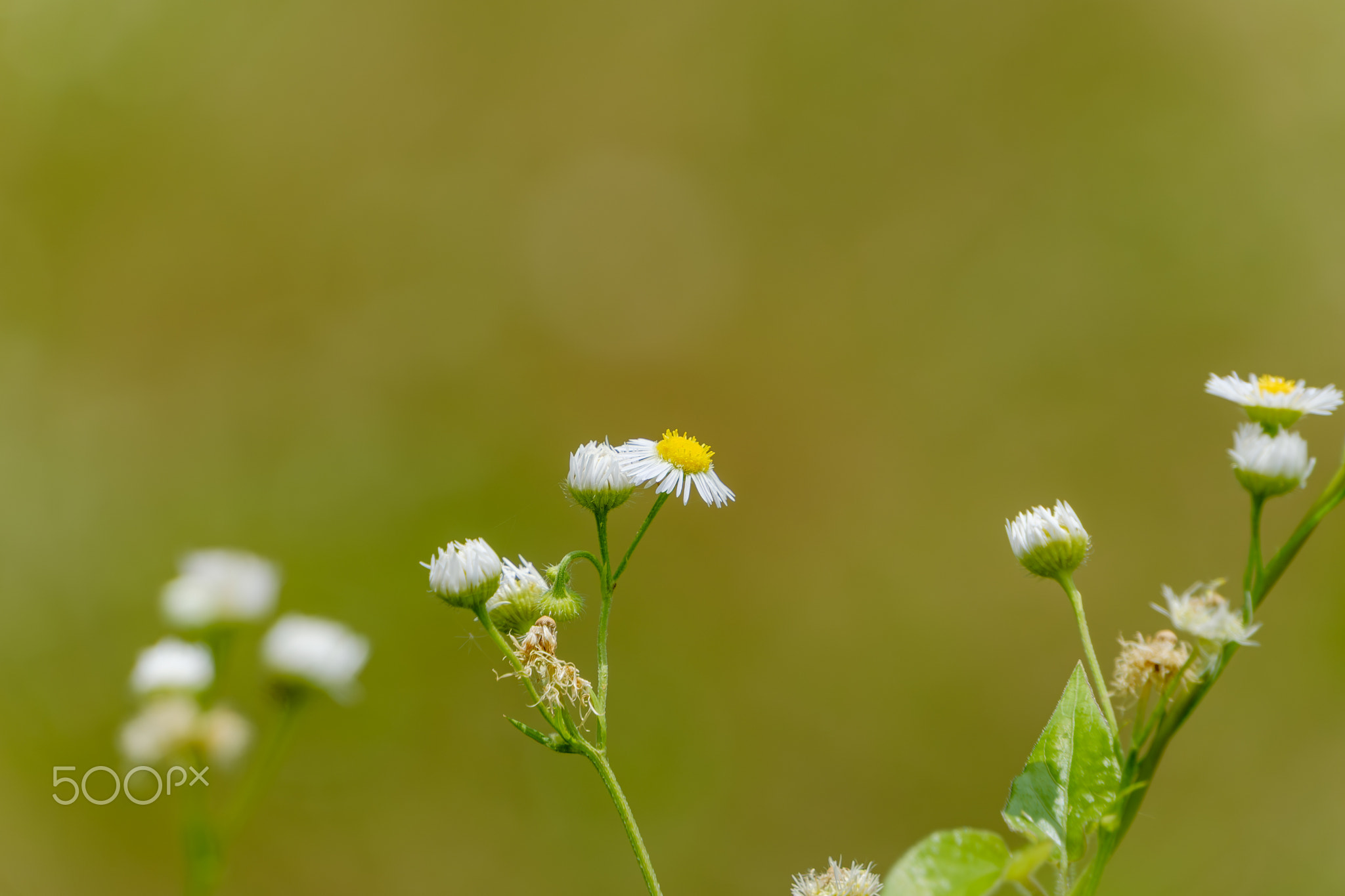 Delicate White Flowers Radiating Serenity and Natural Beauty | nature ...