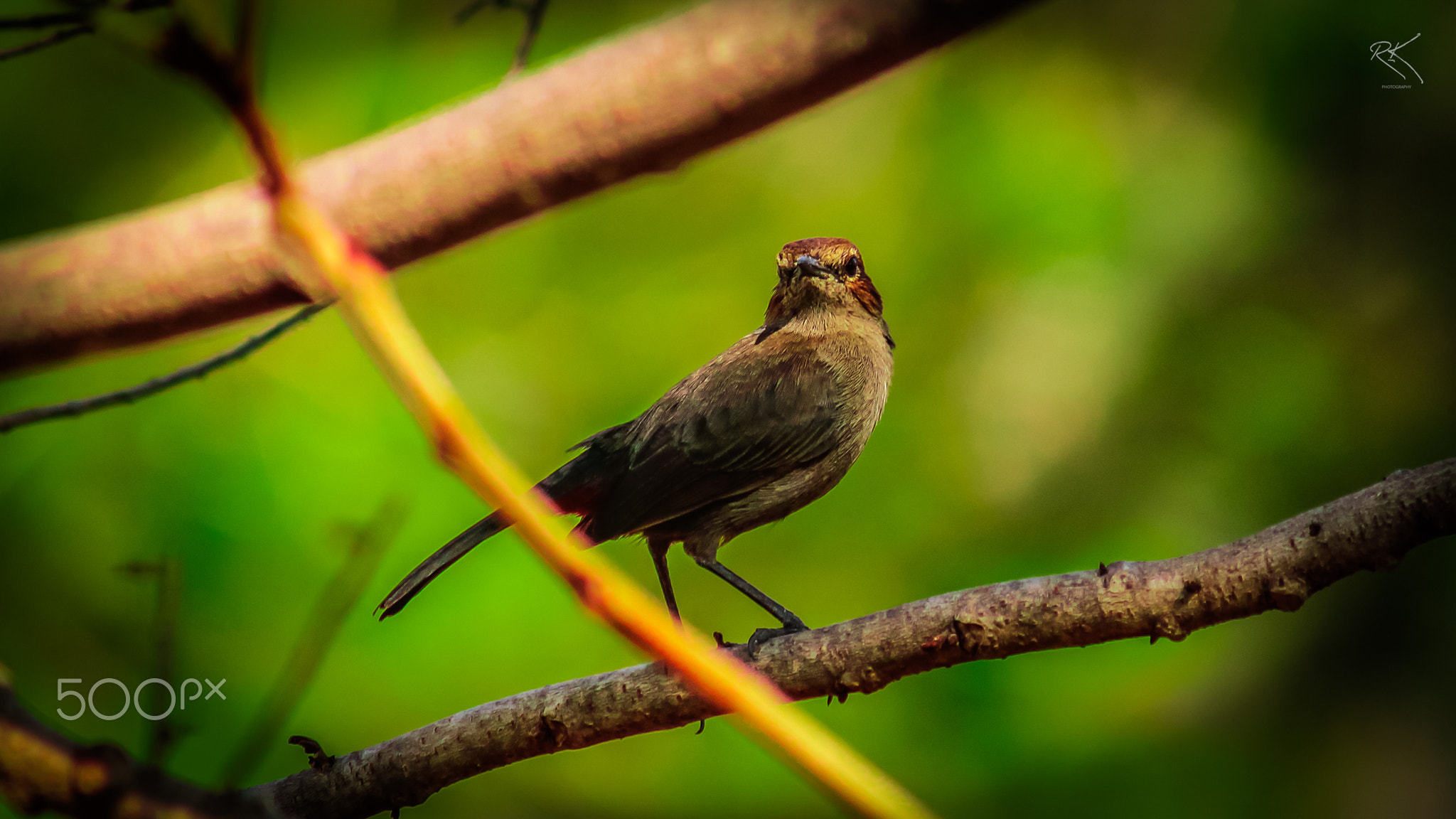 Small Bird on Branch Representing Resilience and Natural Presence ...