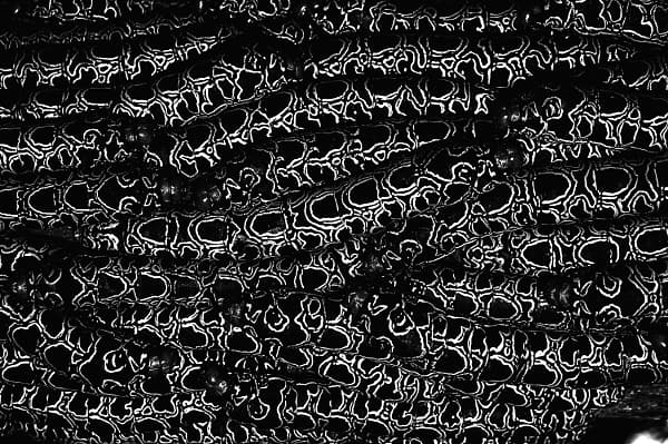 Caterpillar texture. by Rafael Batista | 500px
