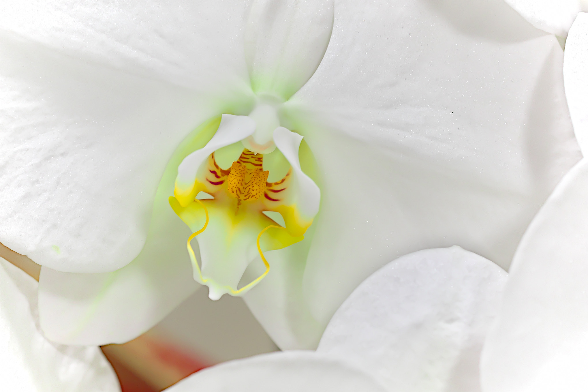 White Orchid Bloom Symbolizing Purity and Delicate Beauty | nature ...