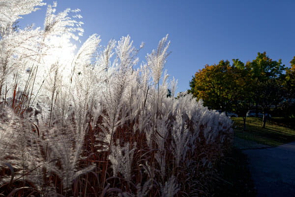 Golden Hour Pampas Grass Radiating Natural Beauty and Freedom | nature ...