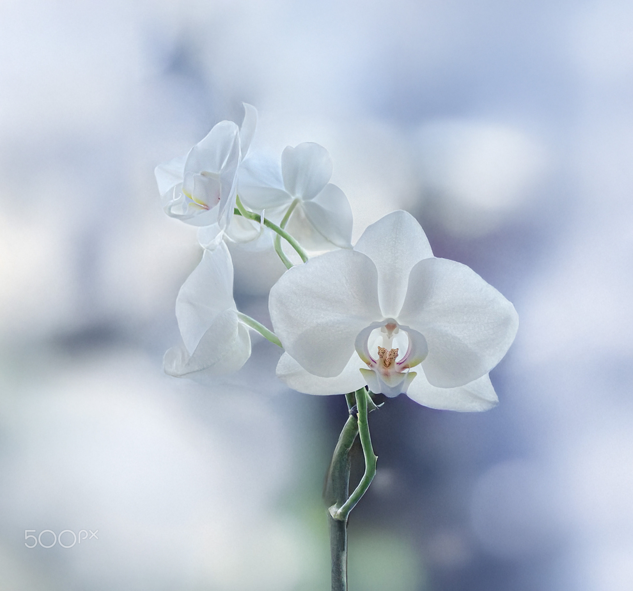 Delicate Orchid Radiating Purity and Elegance | nature photo by Rita ...