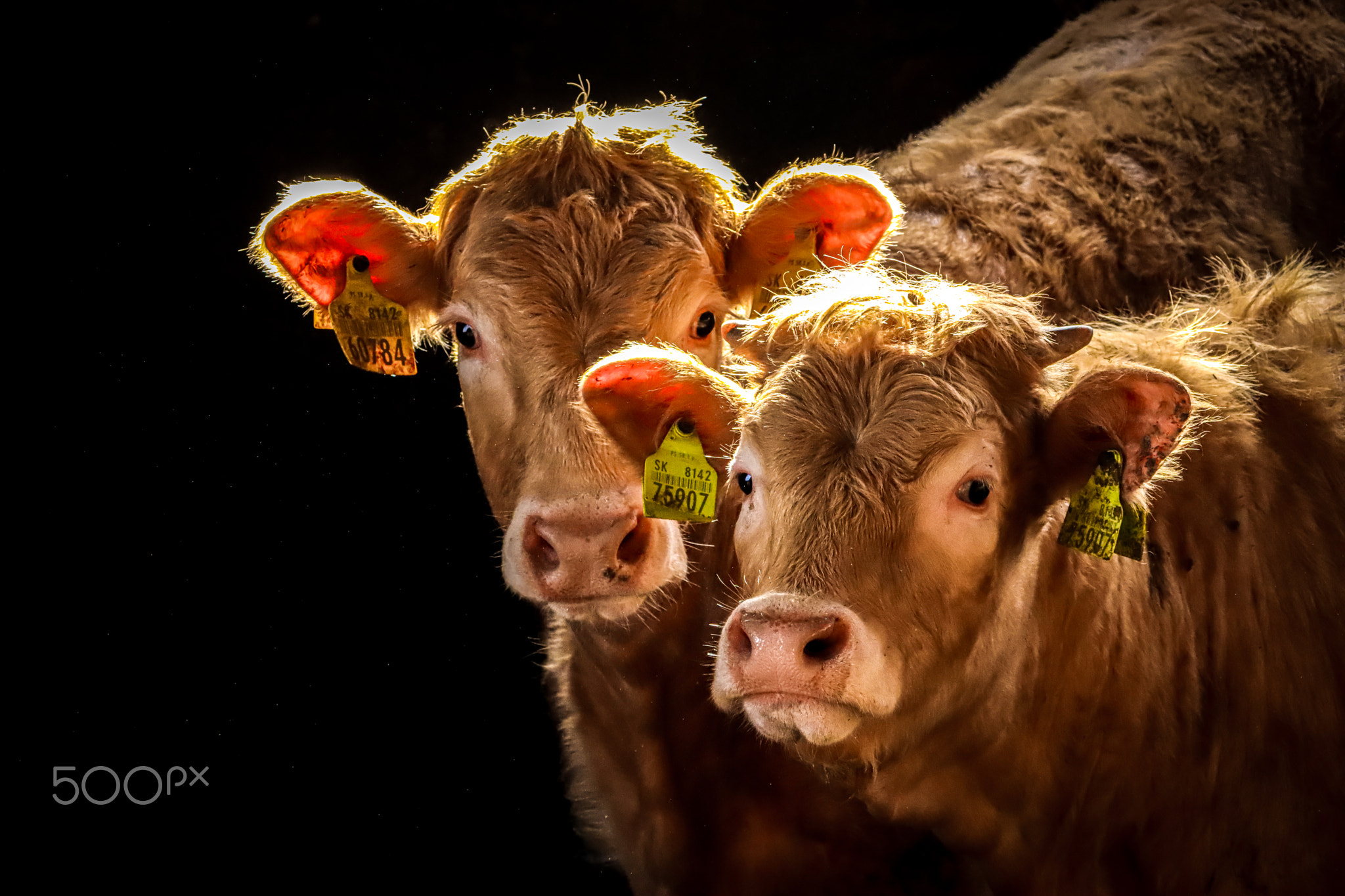 Cows Displaying Gentle Affection and Rural Serenity | nature photo by ...