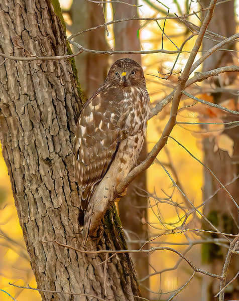 Female Red Tail hawk by Michael Lynch | 500px