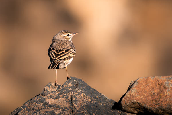Berthelot's Pipit by Martijn Barendregt | 500px