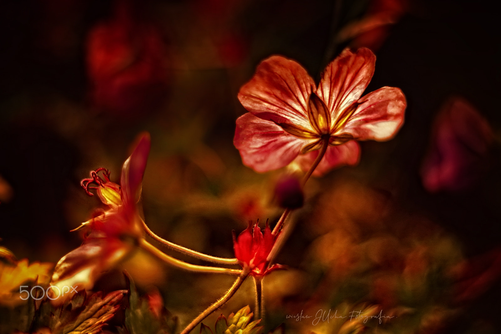 Vibrant Bloom Radiating Inner Light and Delicate Beauty | nature photo ...