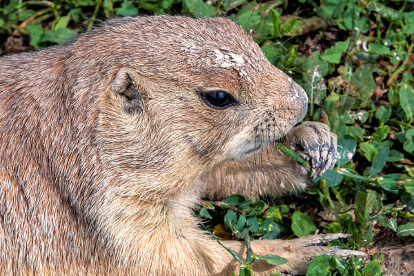Black-tailed Prairie Dog Portrait by Robert Kramer | 500px