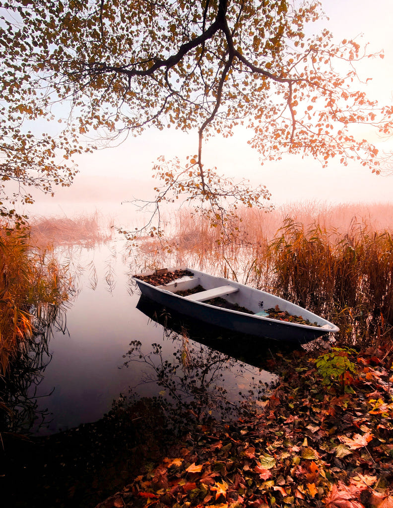 Polar Bear Crosses Snowy Expanse Symbolizing Resilience and Wilderness ...