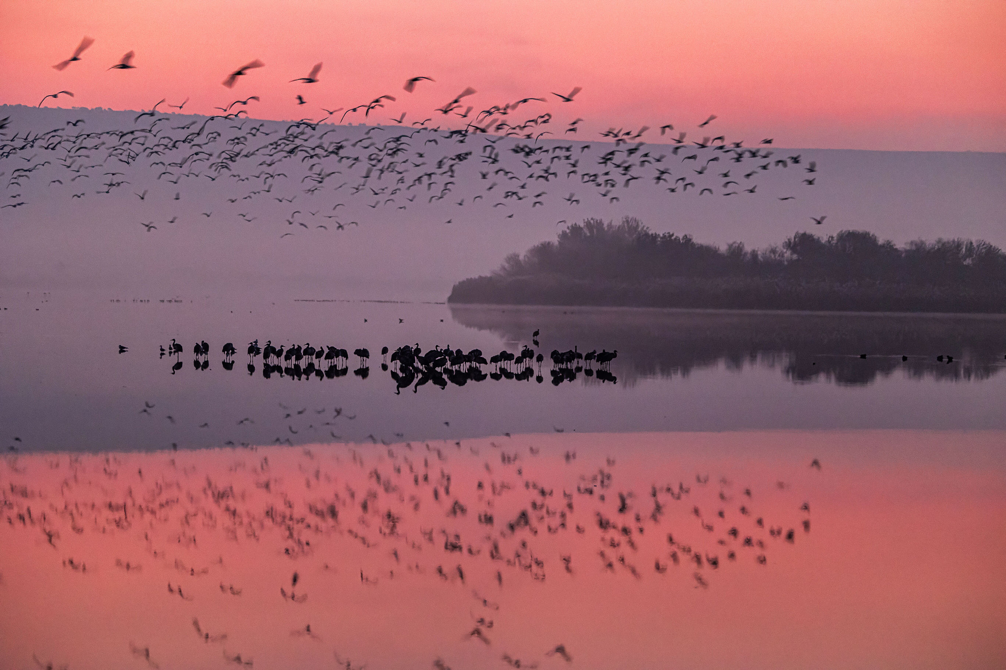 Flock of Birds Soaring Over Lake at Sunset Symbolizing Freedom and ...