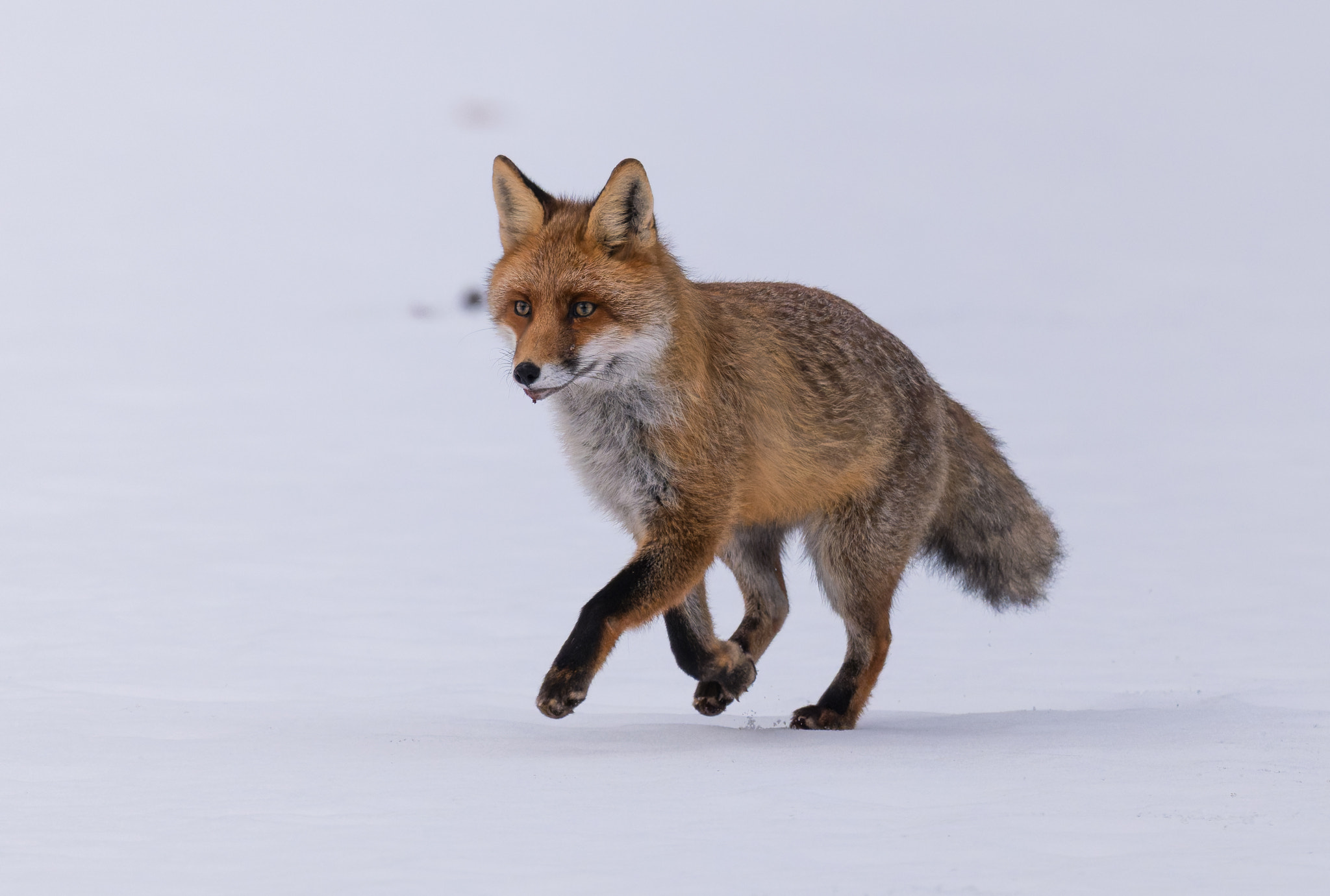 Relaxed walk by Stefan Thaler | 500px
