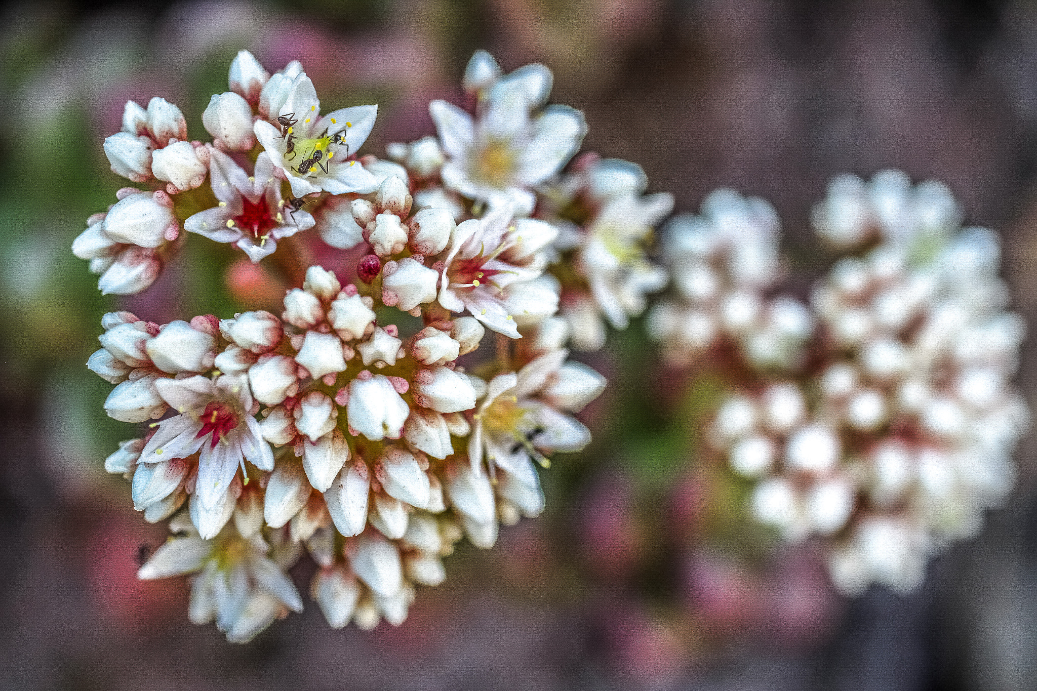 Delicate White Flowers Symbolizing Purity and New Growth | nature photo ...