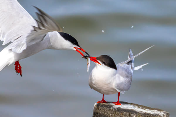 Two Birds Interacting in Tenderness Symbolizing Connection | nature ...
