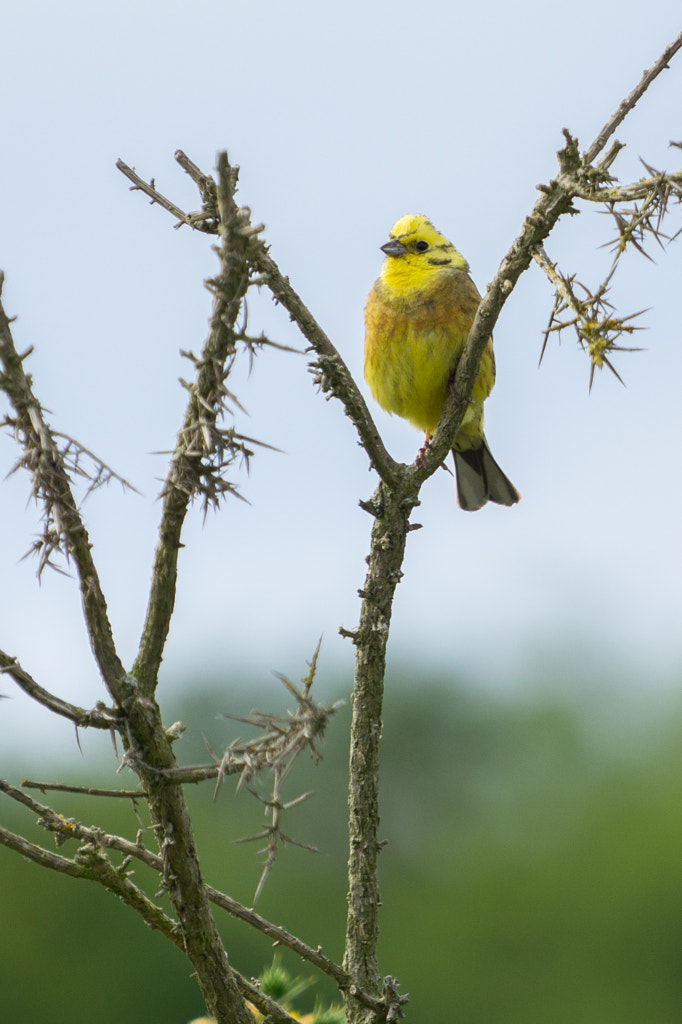 Yellowhammer by Neil Hargreaves / 500px