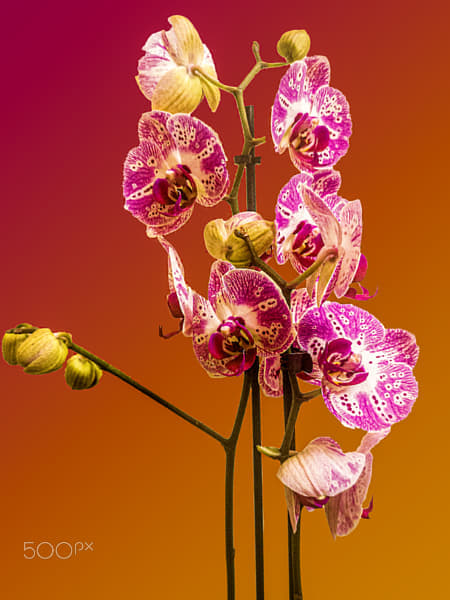 Orchid Blooms Displaying Vibrant Beauty and Delicate Elegance | nature ...