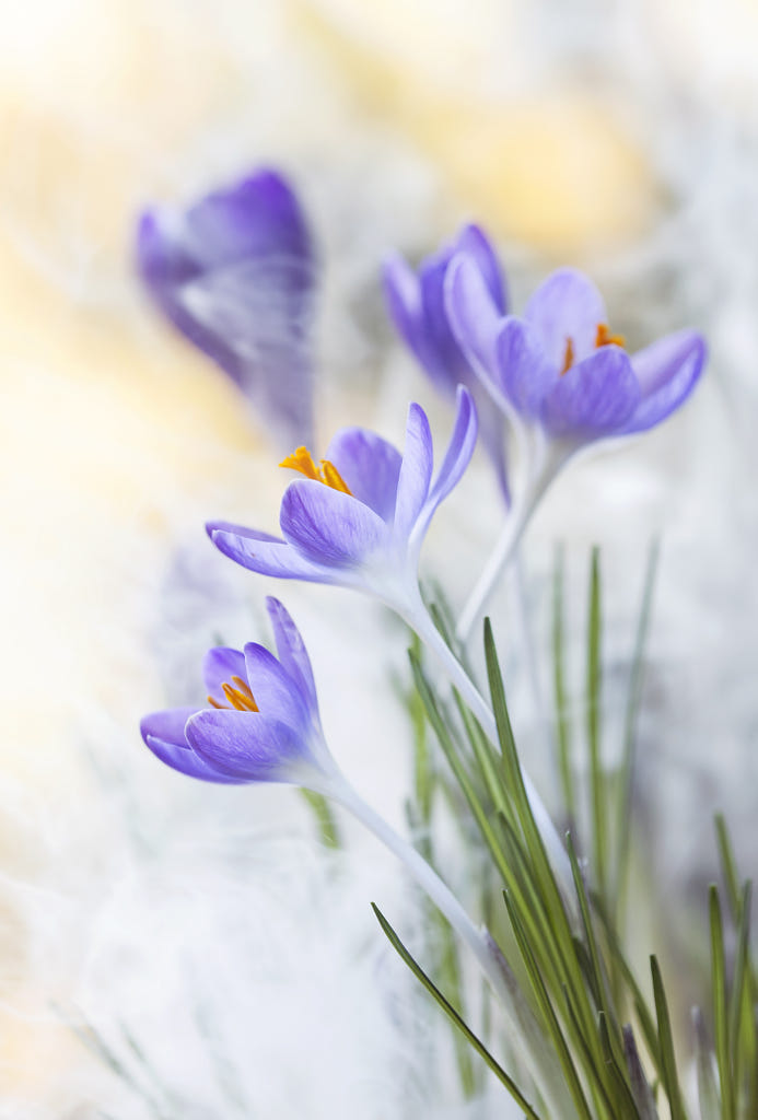Delicate Purple Crocuses Radiating Spring and Renewal | nature photo by ...